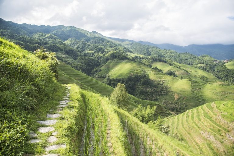 Longji - Les magnifiques rizières en terrasse à côté de Yangshuo